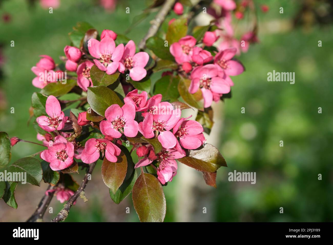 Intense pink blossom/flowers of Malus 'Cardinal'. Crab Apple 'Cardinal ...