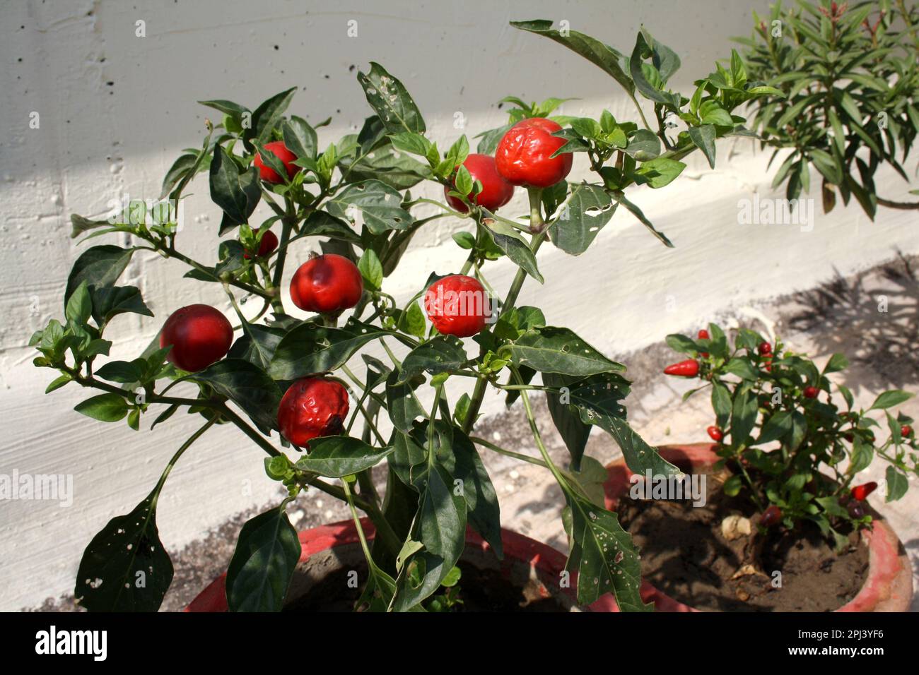 Bird peppers (Capsicum annuum var. glabriusculum) growing in a pot ...