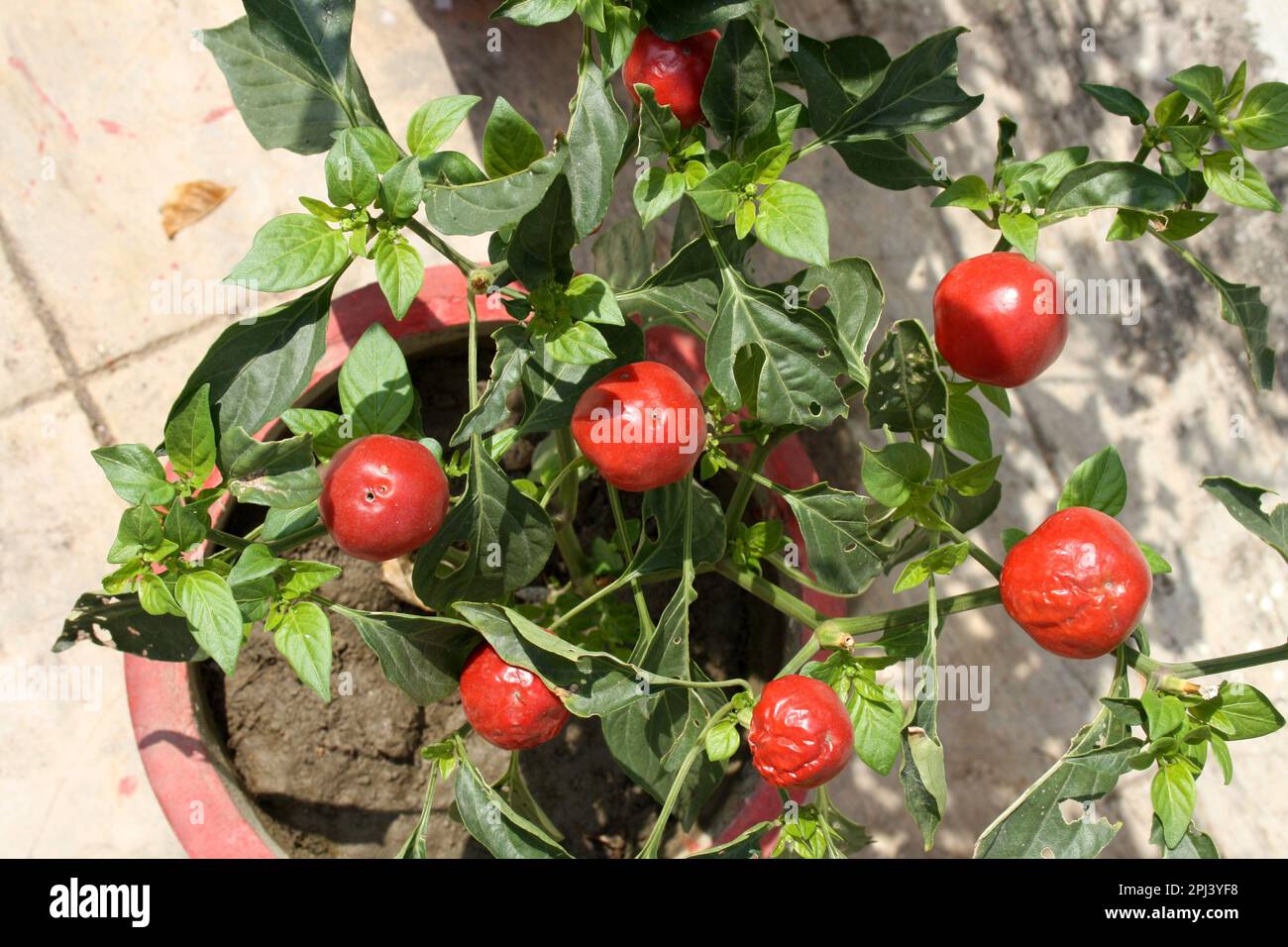 Bird peppers (Capsicum annuum var. glabriusculum) growing in a pot ...