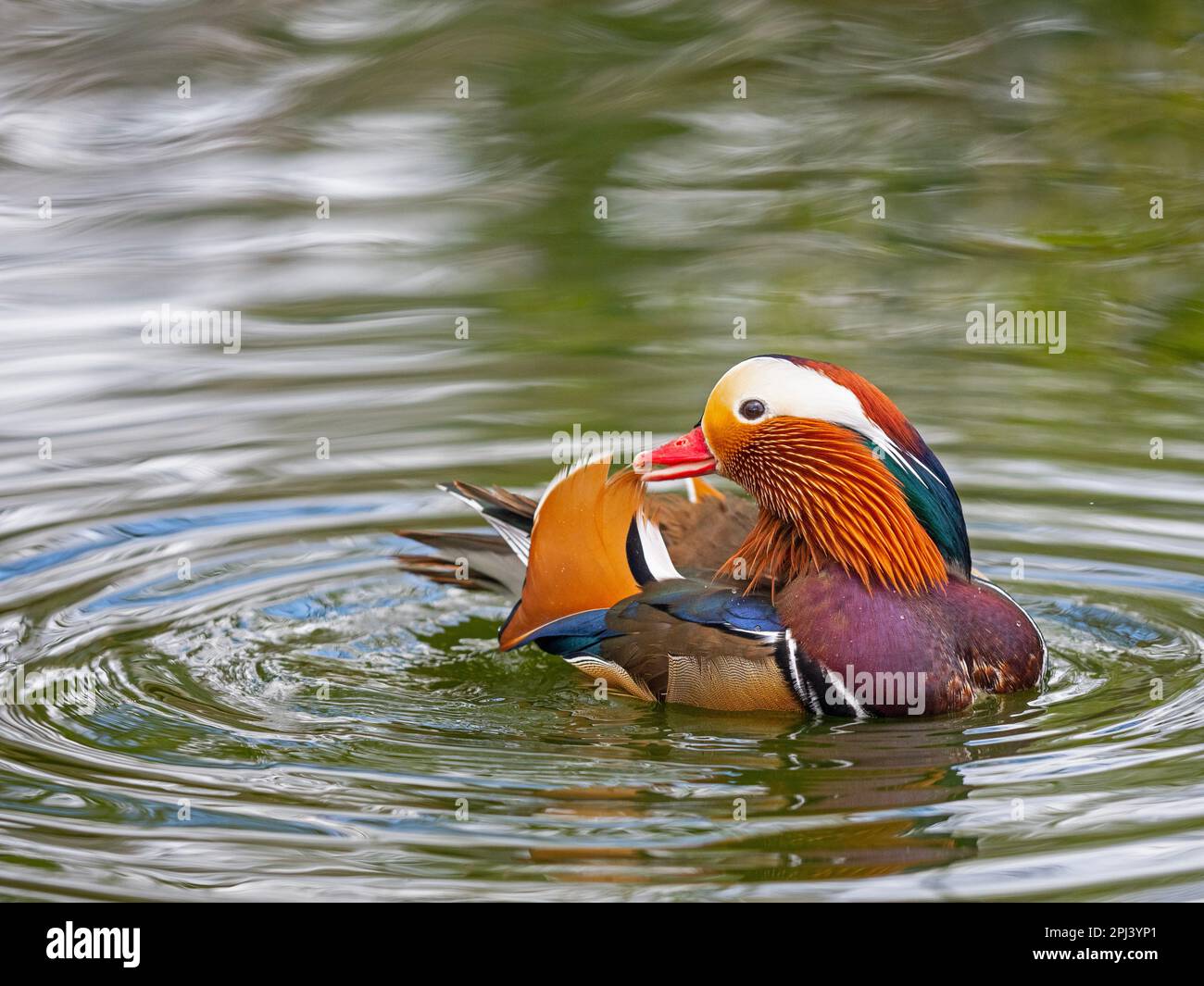 Spring male plumage hi-res stock photography and images - Alamy