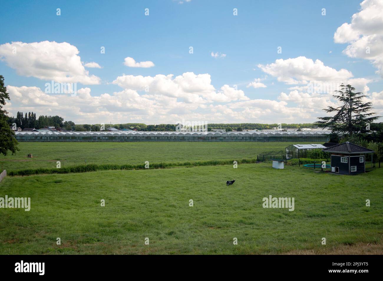 Meadows with animals along the Ringvaart of the Zuidplaspolder in ...