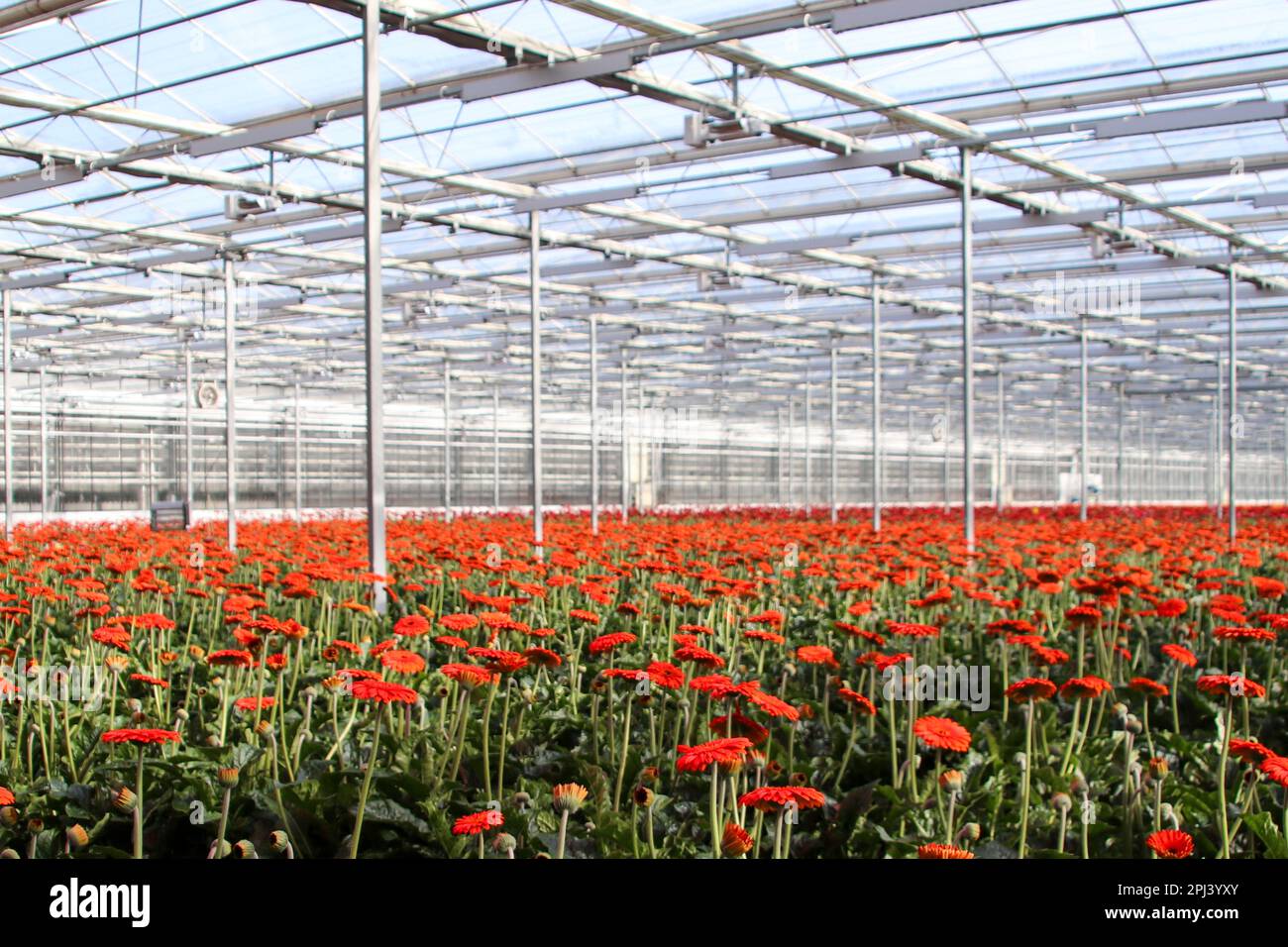 Field of gerbera flowers in a greenhouse in Nieuwerkerk aan den IJssel ...