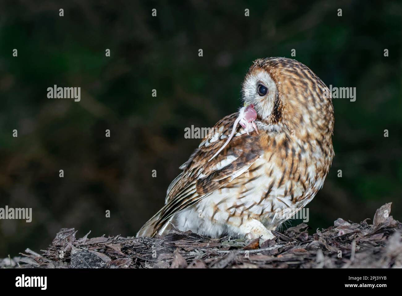 Owl at night hi-res stock photography and images - Alamy