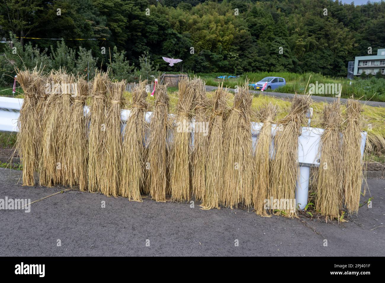 Summer view of bundles of drying grass straw, Kanazawa, Japan Stock ...