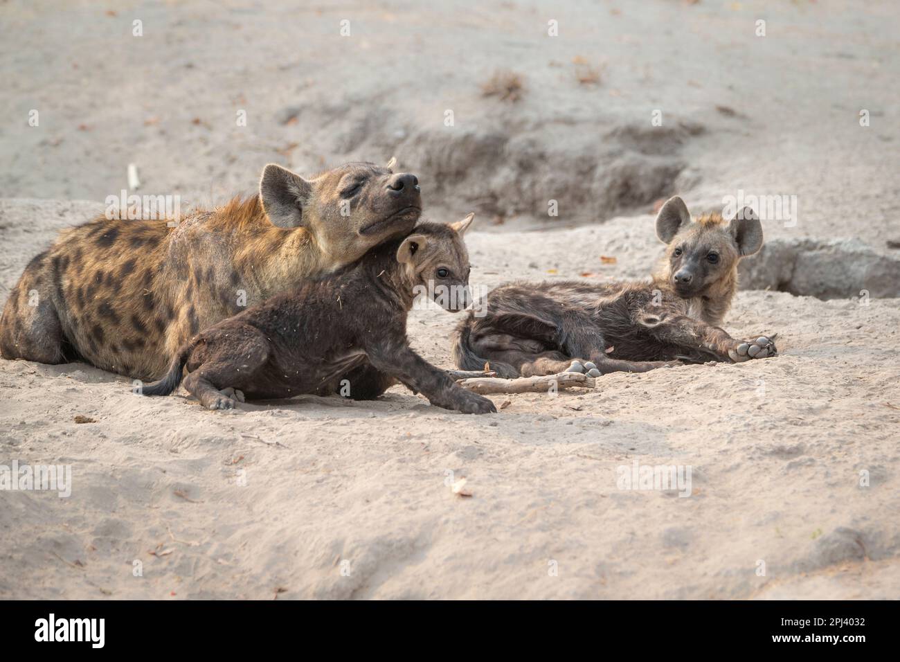 Spotted Hyena (Crocuta crocuta), female adult plays with her cubs at ...