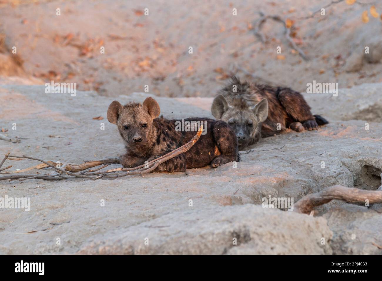 Spotted Hyena (Crocuta crocuta), cubs play at the hyena den. Okavango ...