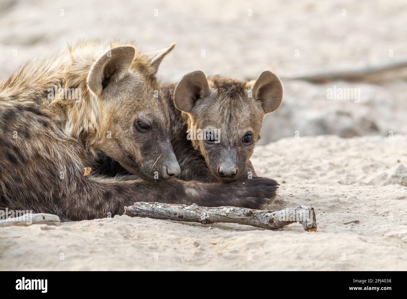 Spotted Hyena (Crocuta crocuta), female adult with her cubs at the ...
