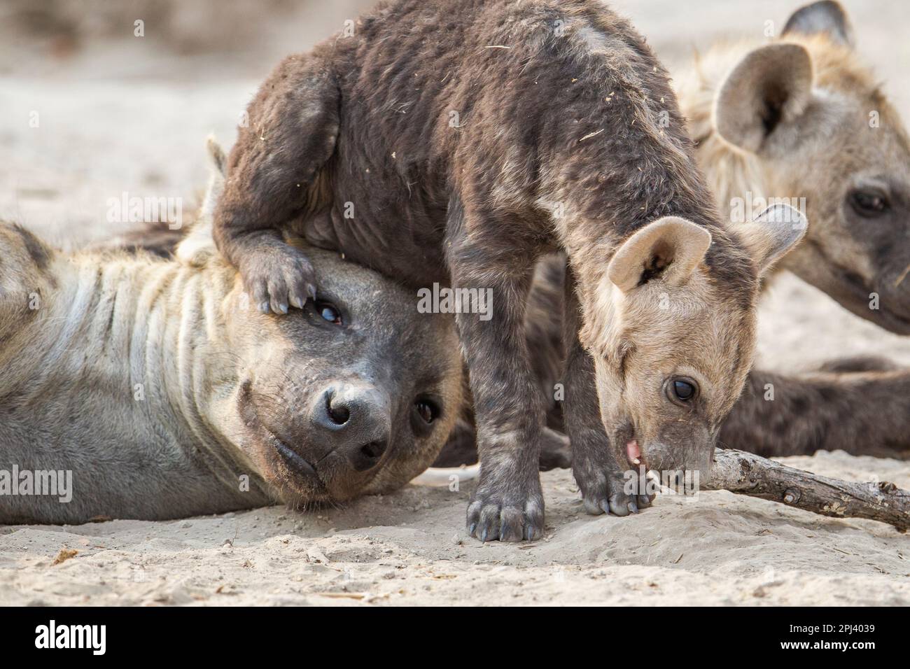 Spotted Hyena (Crocuta crocuta), female adult with her cubs at the ...