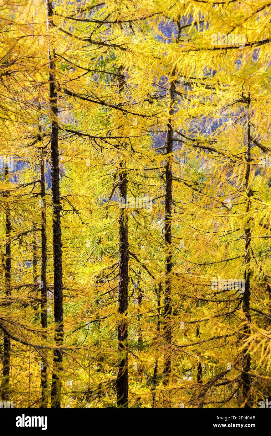 European larch (Larix decidua) woods in sun lit at autumn season in ...