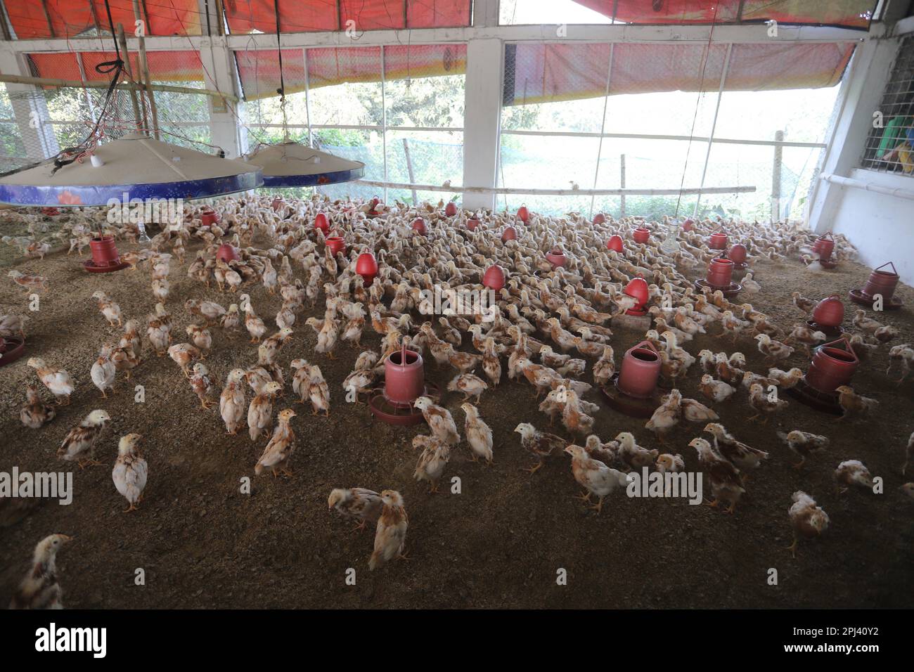 Poultry farm at Savar, Bangladesh. Among all the sub-sectors of the ...