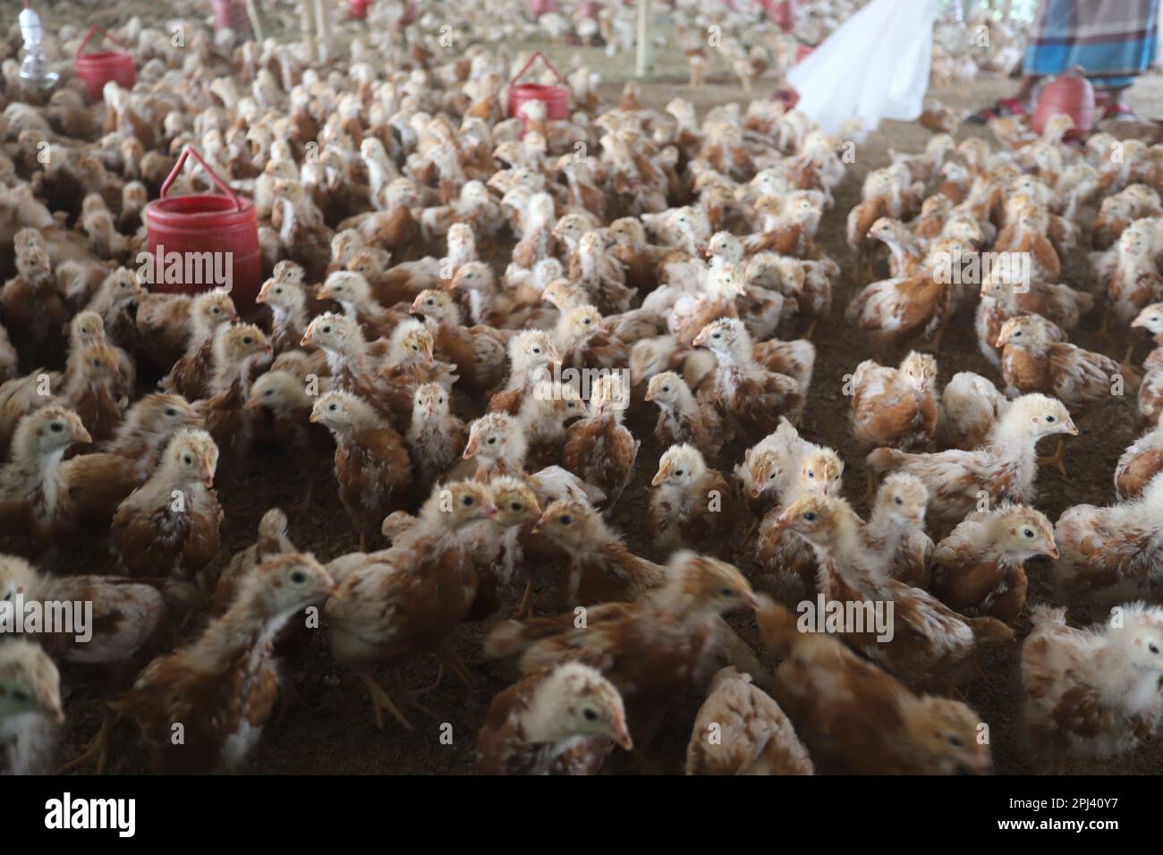 Poultry farm at Savar, Bangladesh. Among all the sub-sectors of the livestock sector in ...