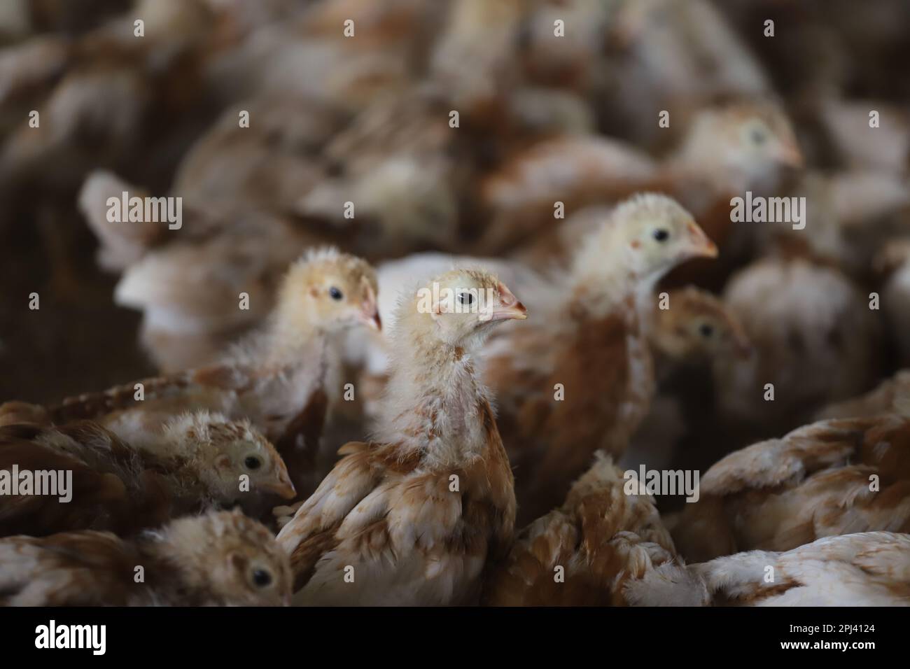 Poultry farm at Savar, Bangladesh. Among all the sub-sectors of the ...