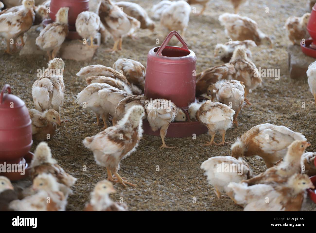 Poultry farm at Savar, Bangladesh. Among all the sub-sectors of the ...