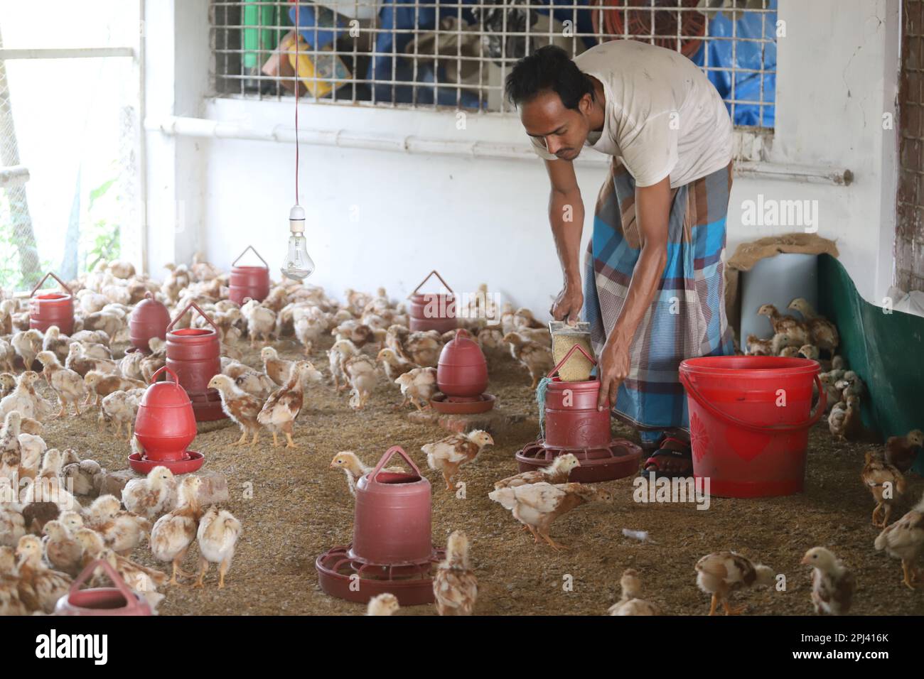 Poultry farm at Savar, Bangladesh. Among all the sub-sectors of the ...