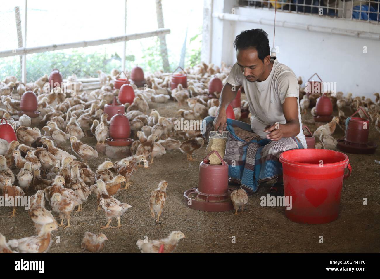 Poultry farm at Savar, Bangladesh. Among all the sub-sectors of the livestock sector in ...