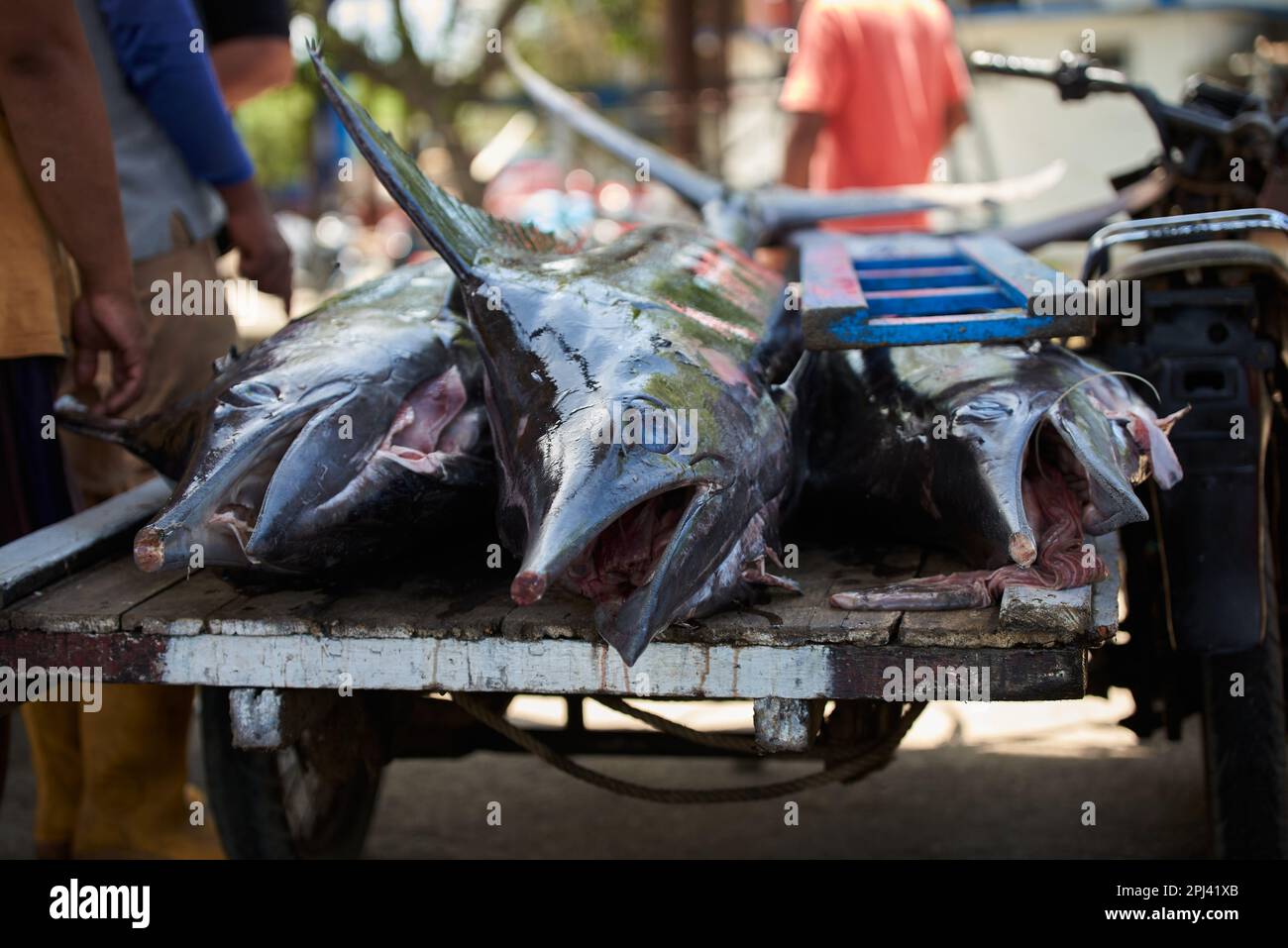 Giant marlin hi-res stock photography and images - Alamy