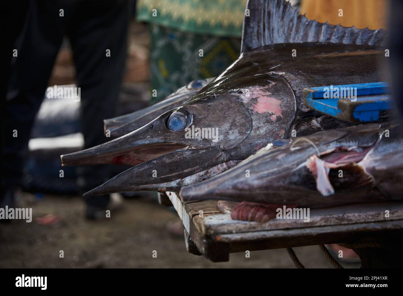 Close-up of Giant Marlin, swordfish at Seafood market Stock Photo - Alamy