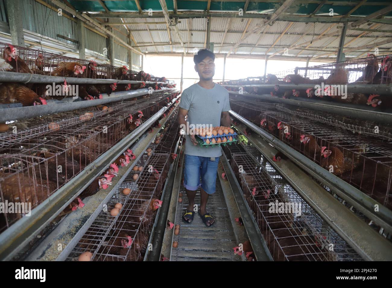 Poultry farm at Savar, Bangladesh. Among all the sub-sectors of the livestock sector in ...