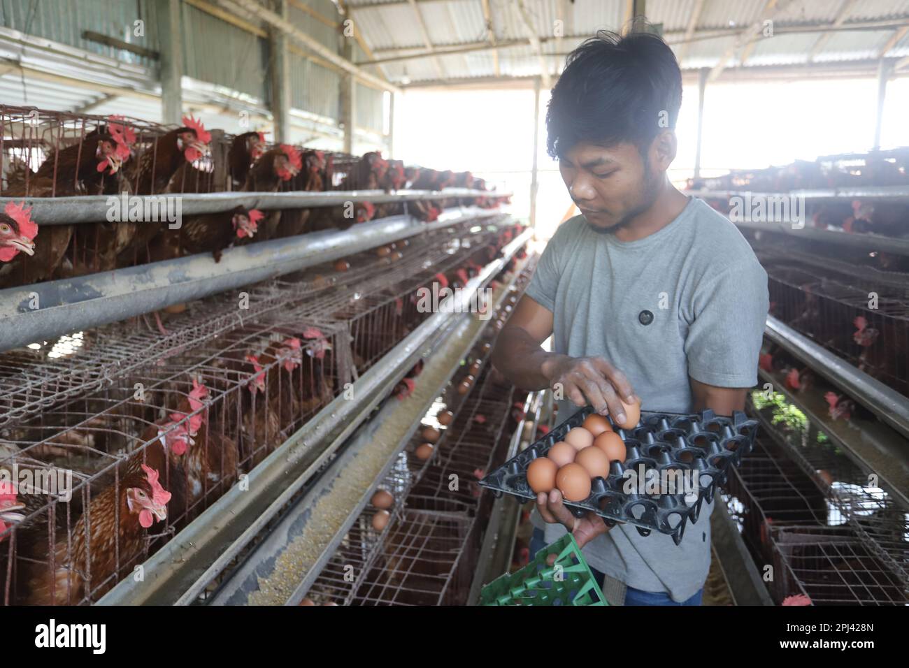 Poultry farm at Savar, Bangladesh. Among all the sub-sectors of the ...