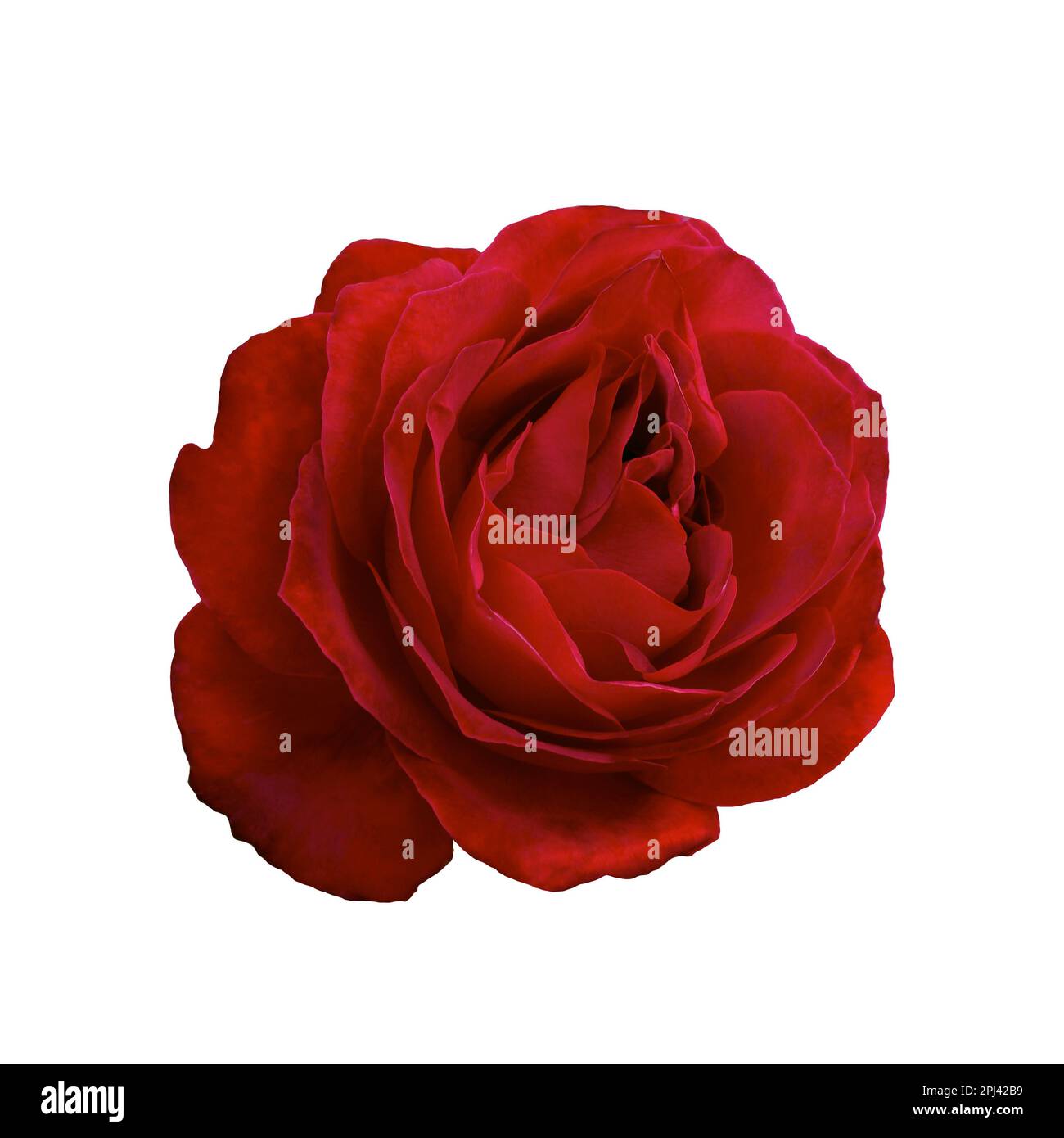 Single Dark red rose is on white background Stock Photo - Alamy