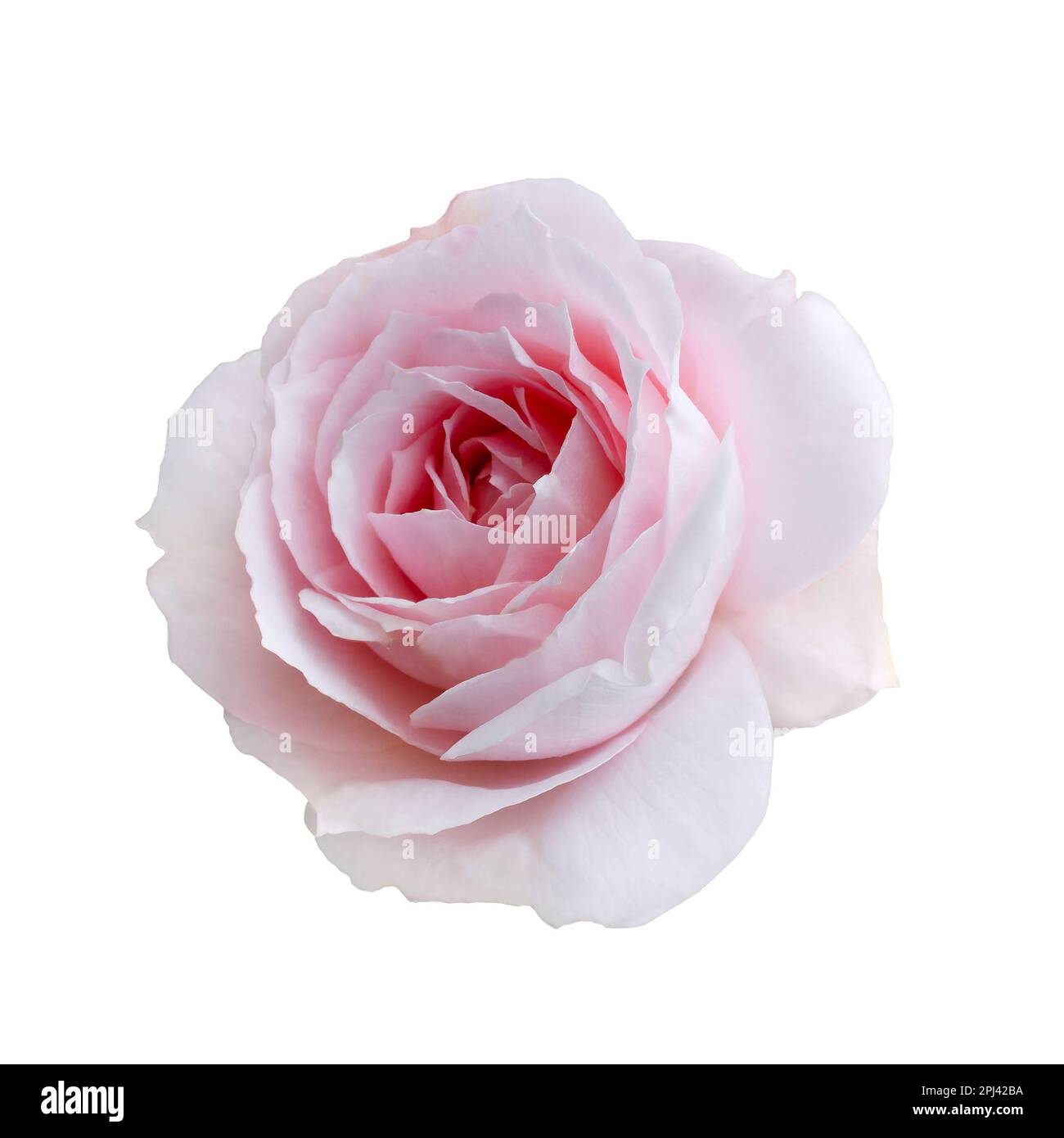 Fresh beautiful pink rose isolated on a white background. Detail for ...