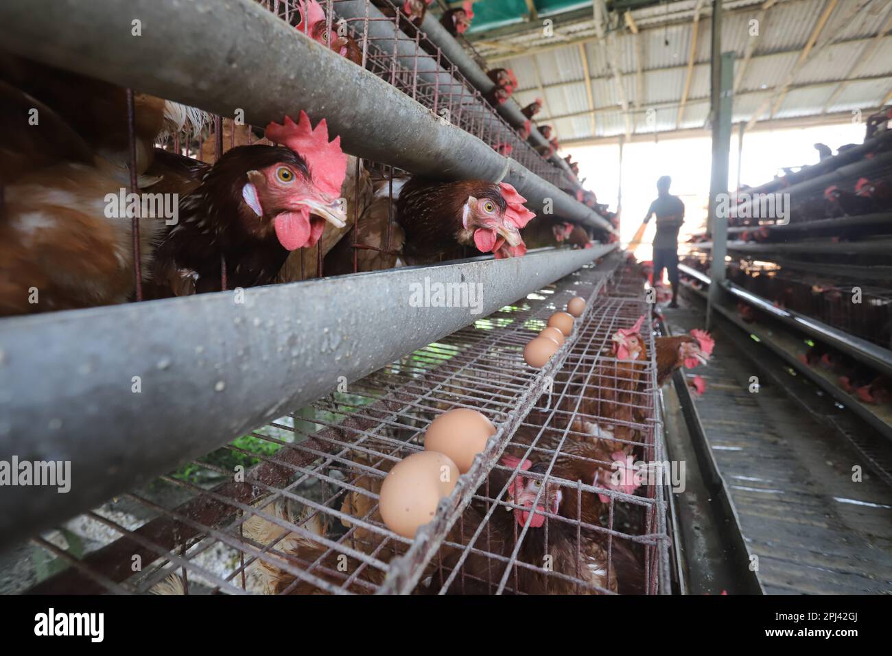 Poultry farm at Savar, Bangladesh. Among all the sub-sectors of the ...
