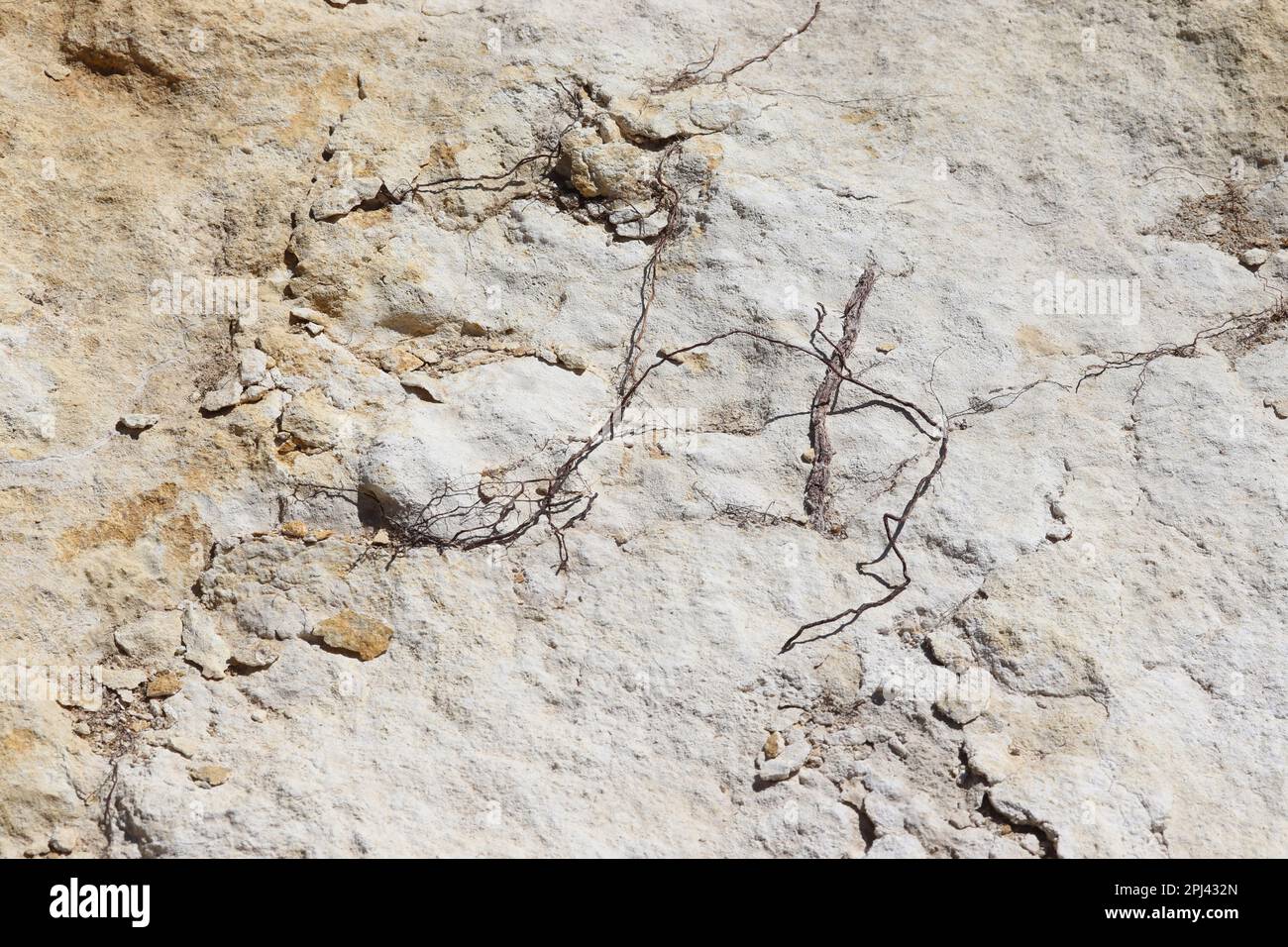 plant roots on the rock Stock Photo - Alamy