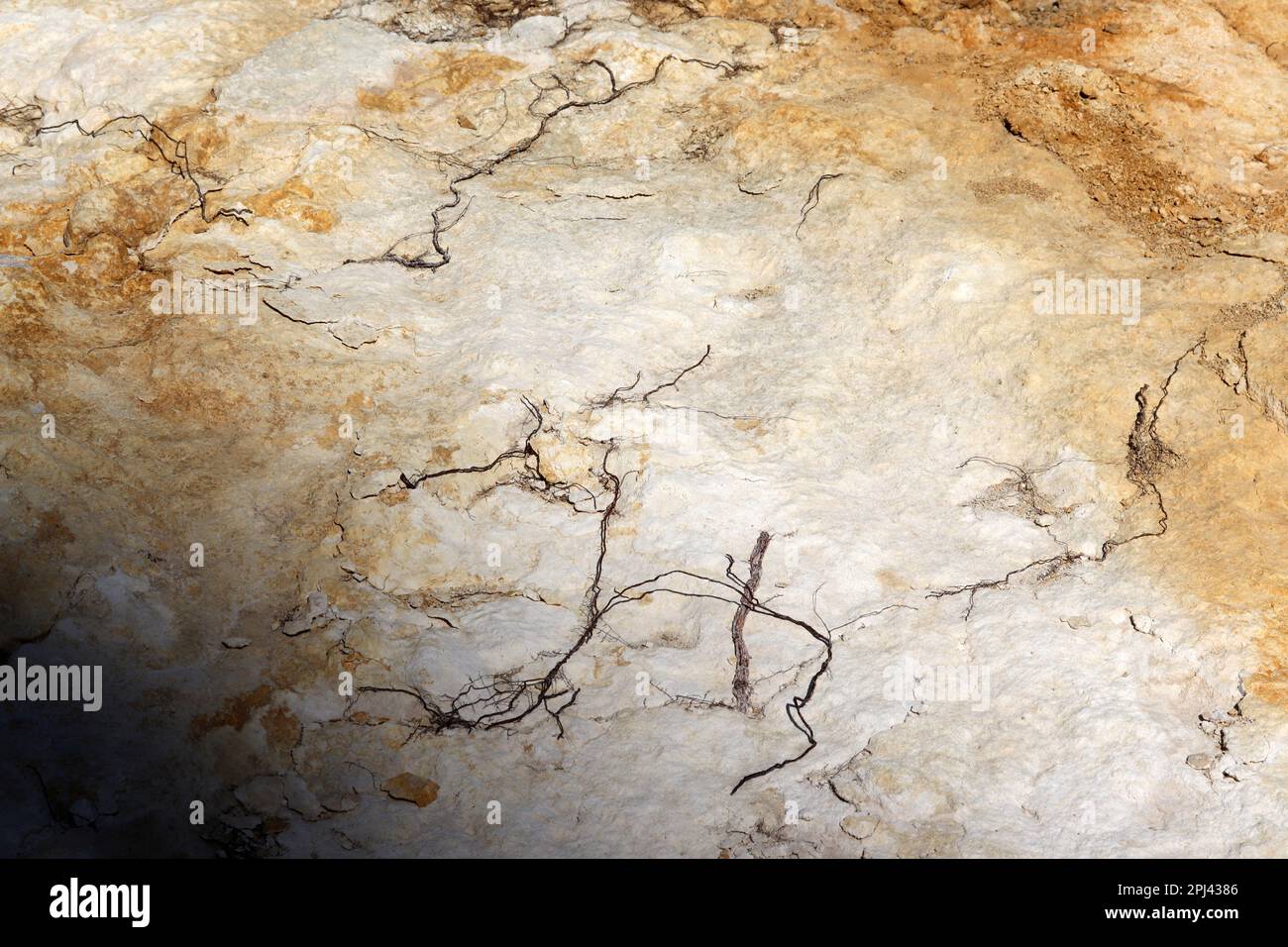 plant roots on the rock Stock Photo - Alamy