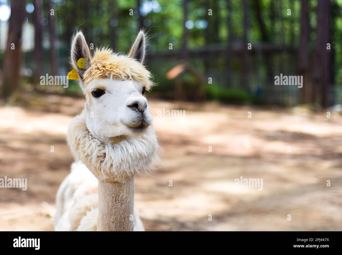 Portrait of funny lama with fringe eating grass Stock Photo - Alamy