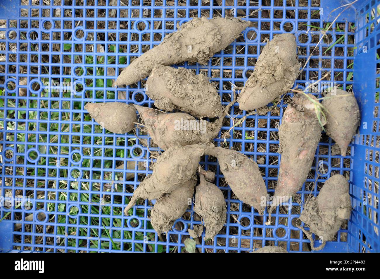 Yacon roots hi-res stock photography and images - Alamy