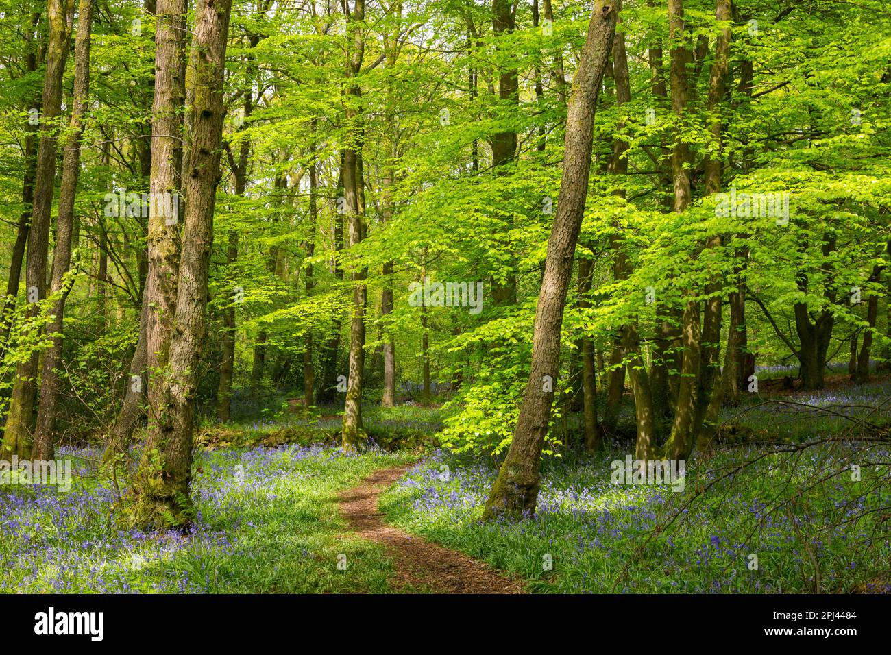 Brinscale wood hi-res stock photography and images - Alamy
