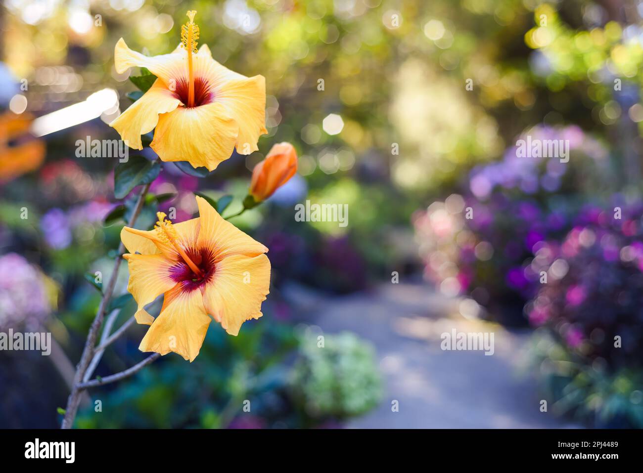 Hibiscus rosa-sinensis, known colloquially as Chinese hibiscus, China ...