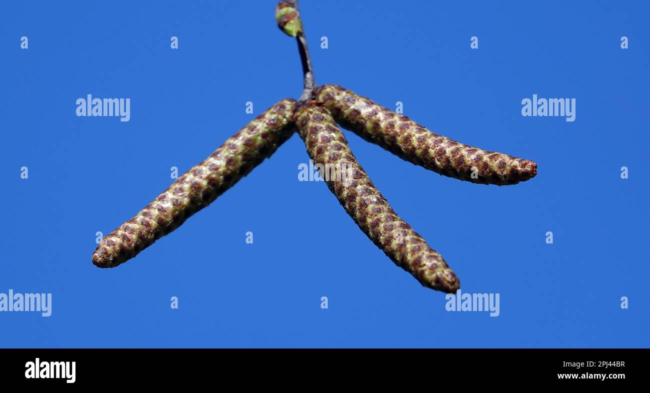 Brunki hi-res stock photography and images - Alamy