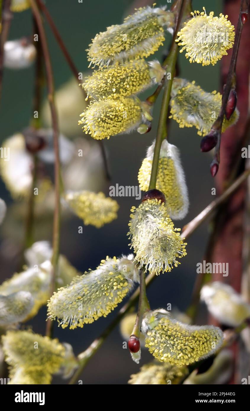 Tree willow goat in the spring on the branches buds bloom with fluffy ...