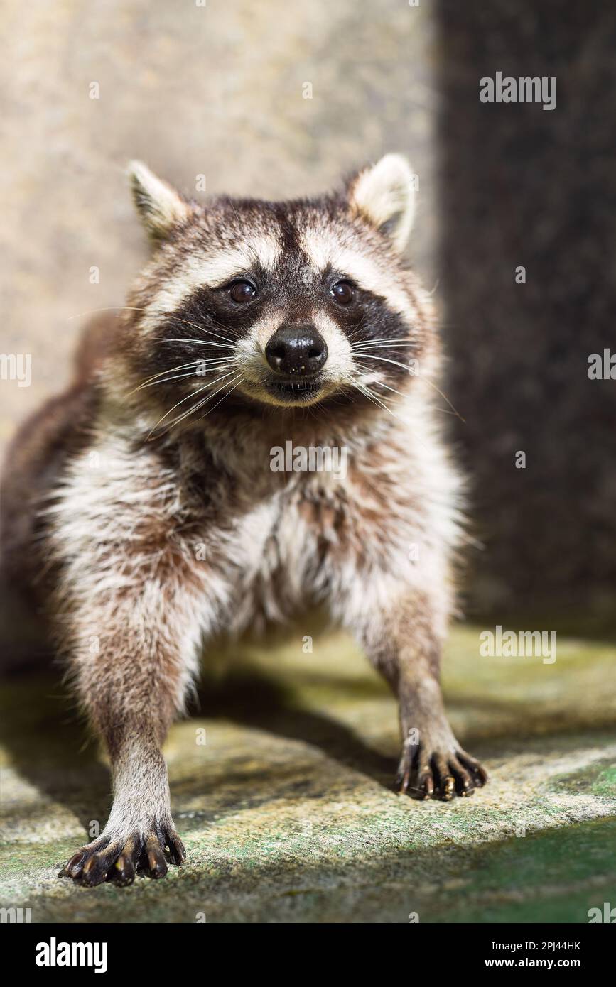 Gray raccoon portrait close up Stock Photo - Alamy