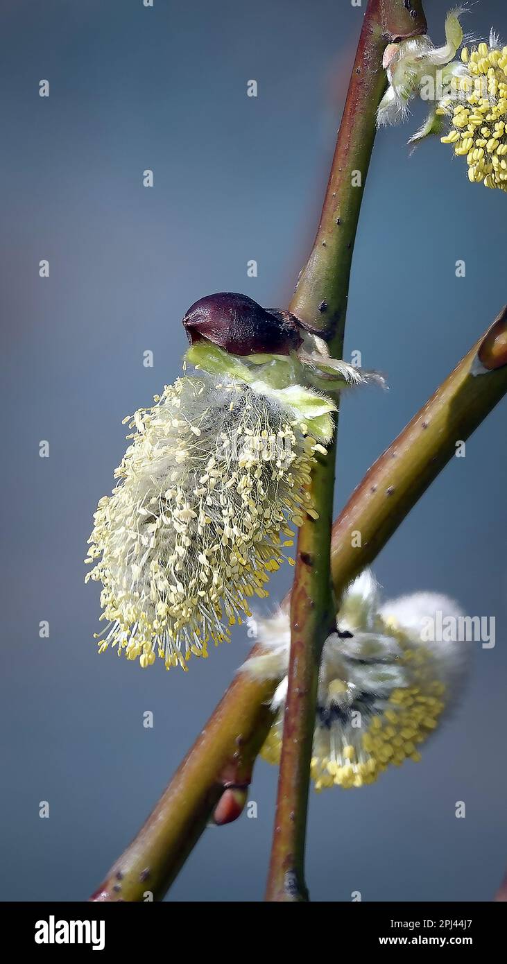 Tree willow goat in the spring on the branches buds bloom with fluffy ...