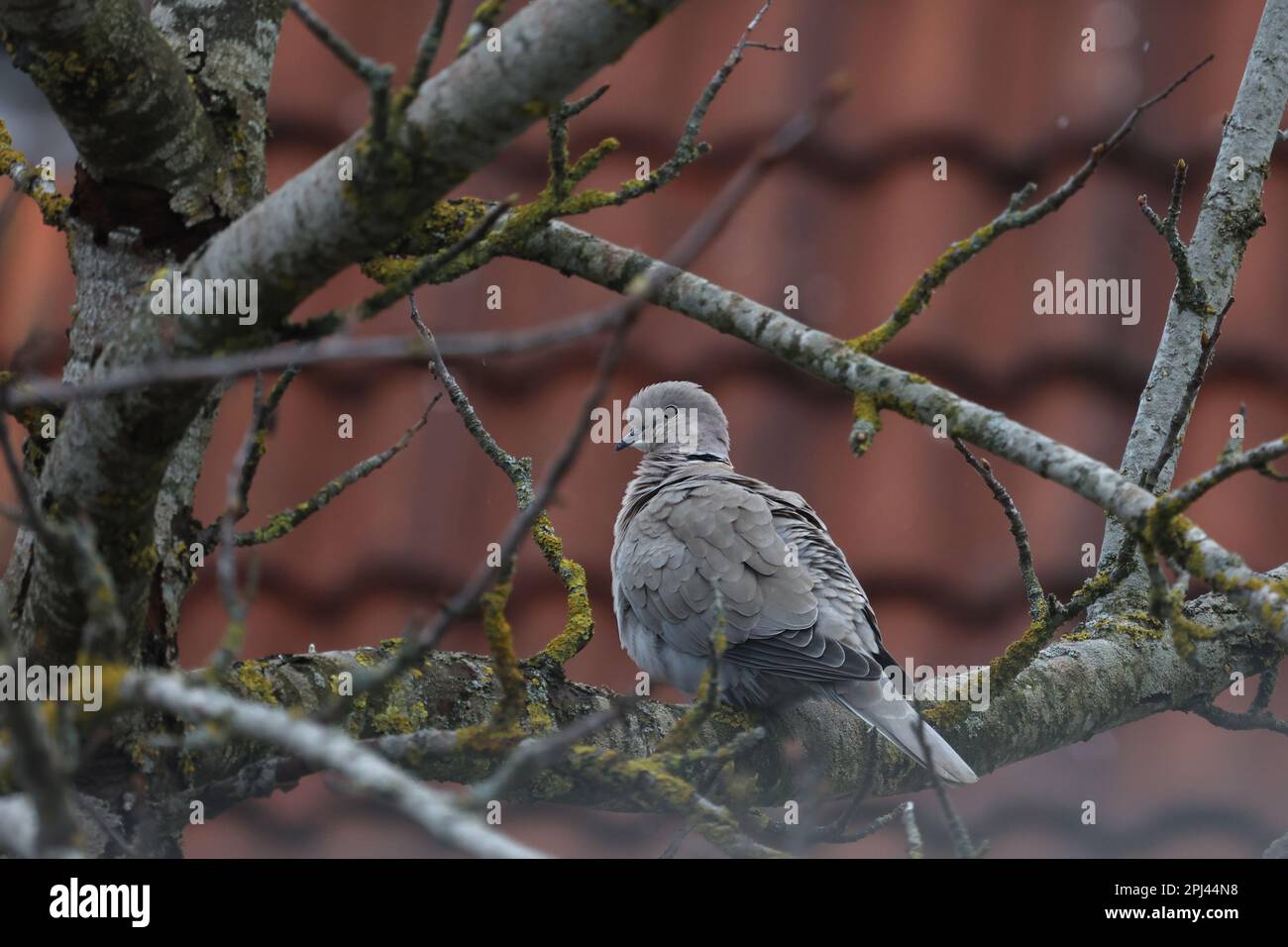 Wild pigeon on the tree. Turkish dove. The black neck stripe is a clear ...