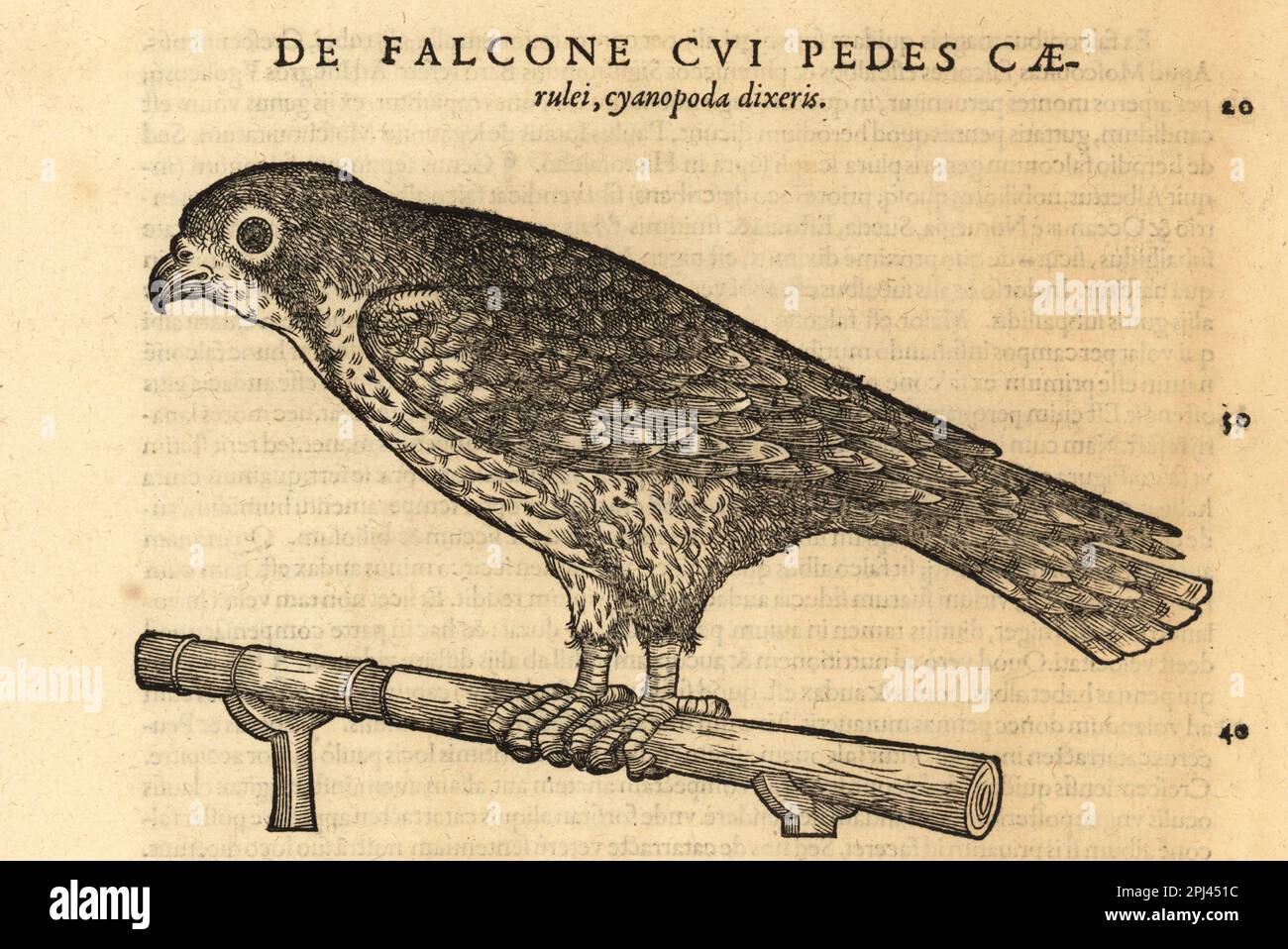 Species of falcon, possibly the endangered saker falcon, Falco cherrug ...