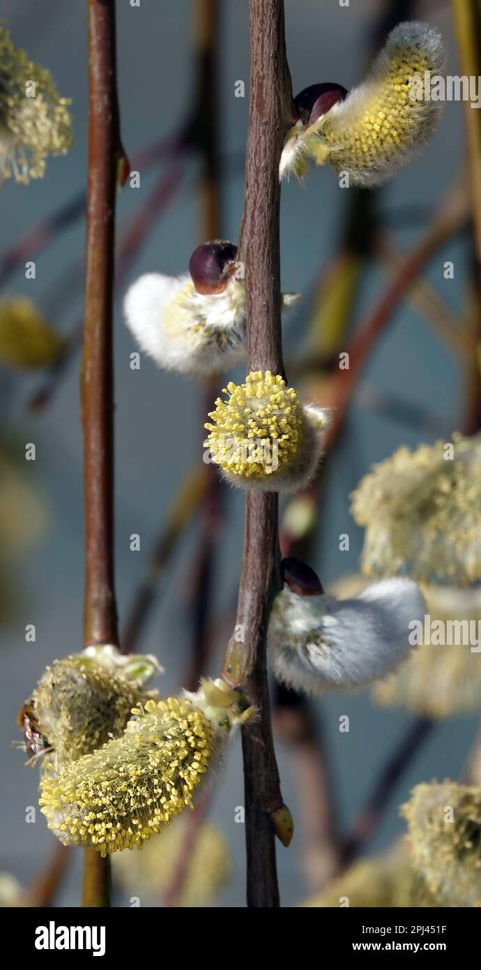 Tree willow goat in the spring on the branches buds bloom with fluffy ...