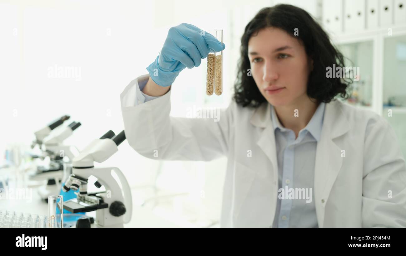 Male chemist studying structure of grains of wheat and rice in test ...