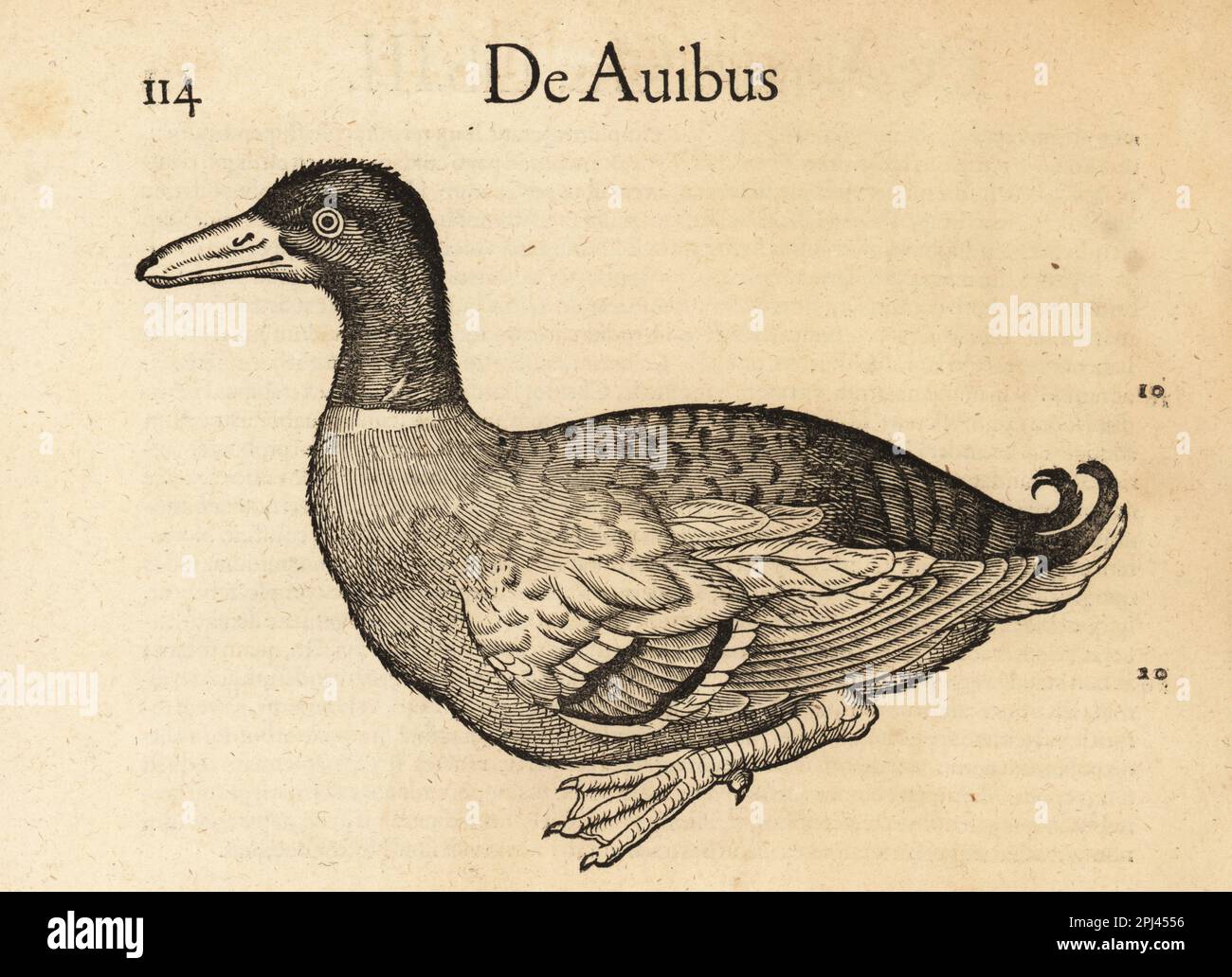 Anas platyrhynchos grossenten hi-res stock photography and images - Alamy