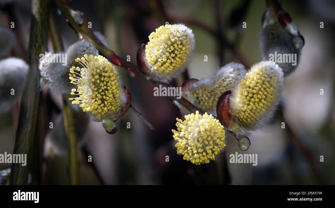Tree willow goat in the spring on the branches buds bloom with fluffy ...
