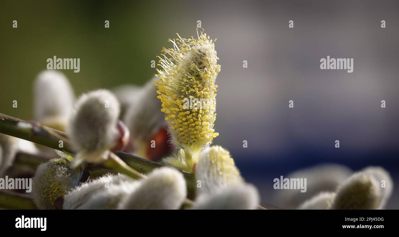 Tree willow goat in the spring on the branches buds bloom with fluffy ...