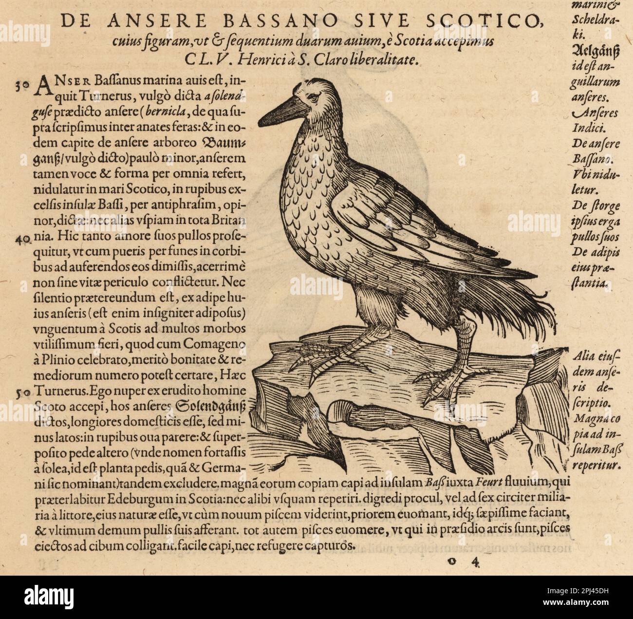 Northern gannet, Morus bassanus. De Avibus, de Ansere bassano sive ...