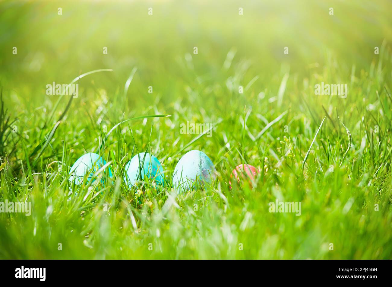 Easter eggs hiding in the grass with bunny rabbit Stock Photo - Alamy