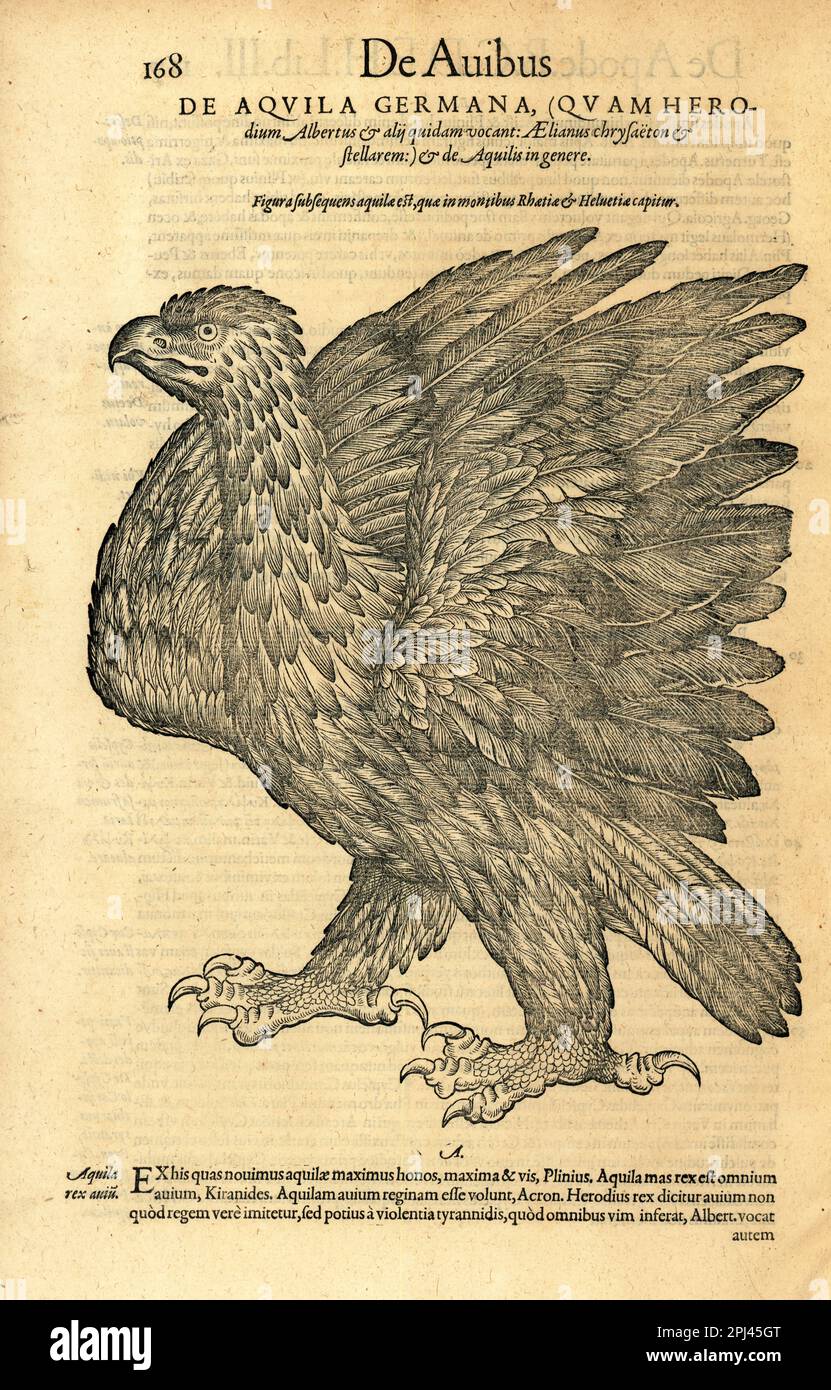 Golden eagle, Aquila chrysaetos. De Aquila germana (quamherodium ...