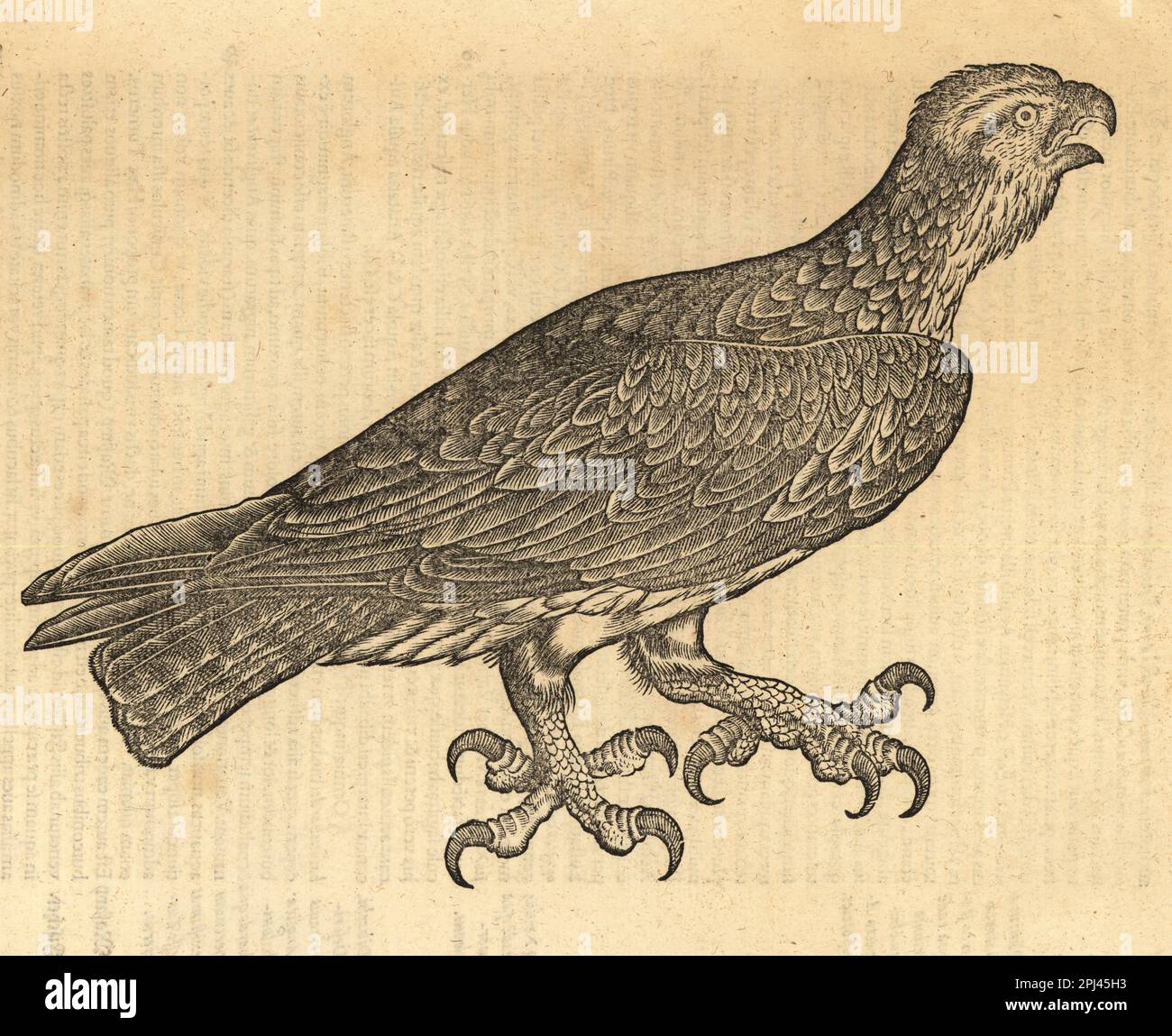 Aquila planga hi-res stock photography and images - Alamy