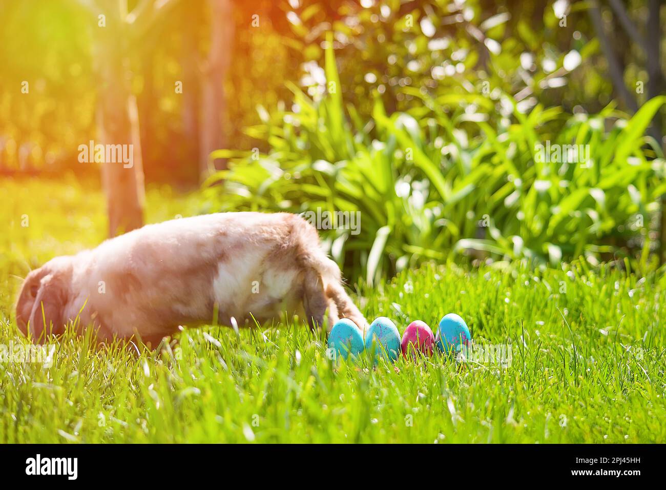 Easter eggs hiding in the grass with bunny rabbit Stock Photo - Alamy