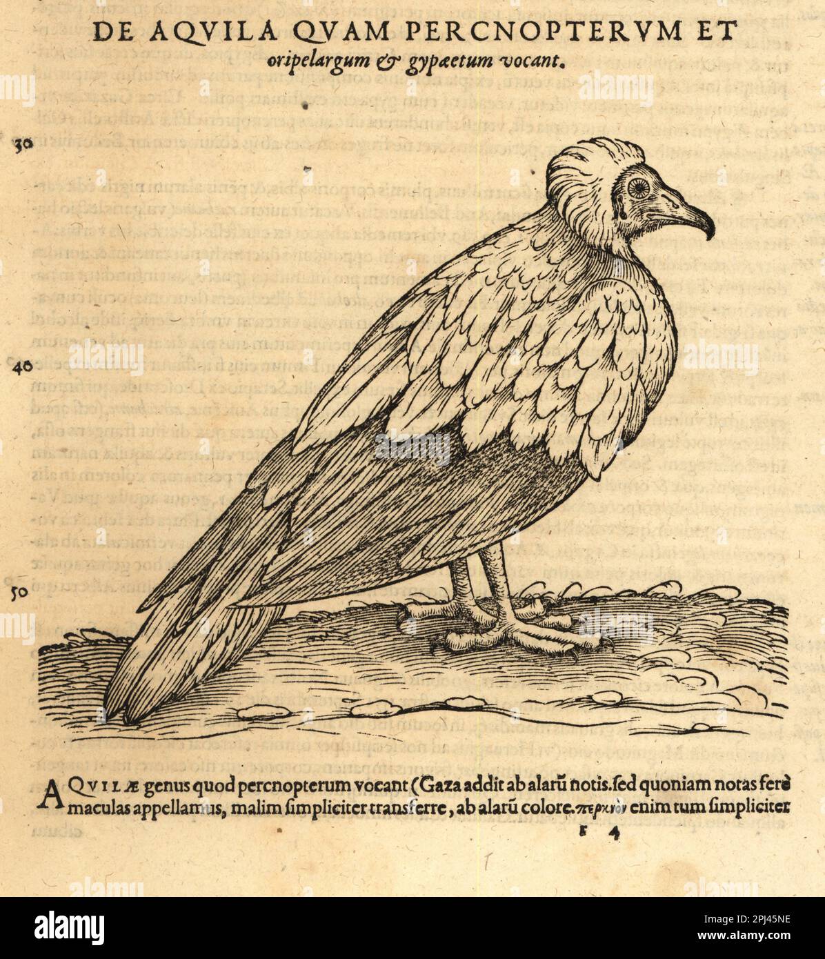 Egyptian vulture, Neophron percnopterus. Endangered. White scavenger ...