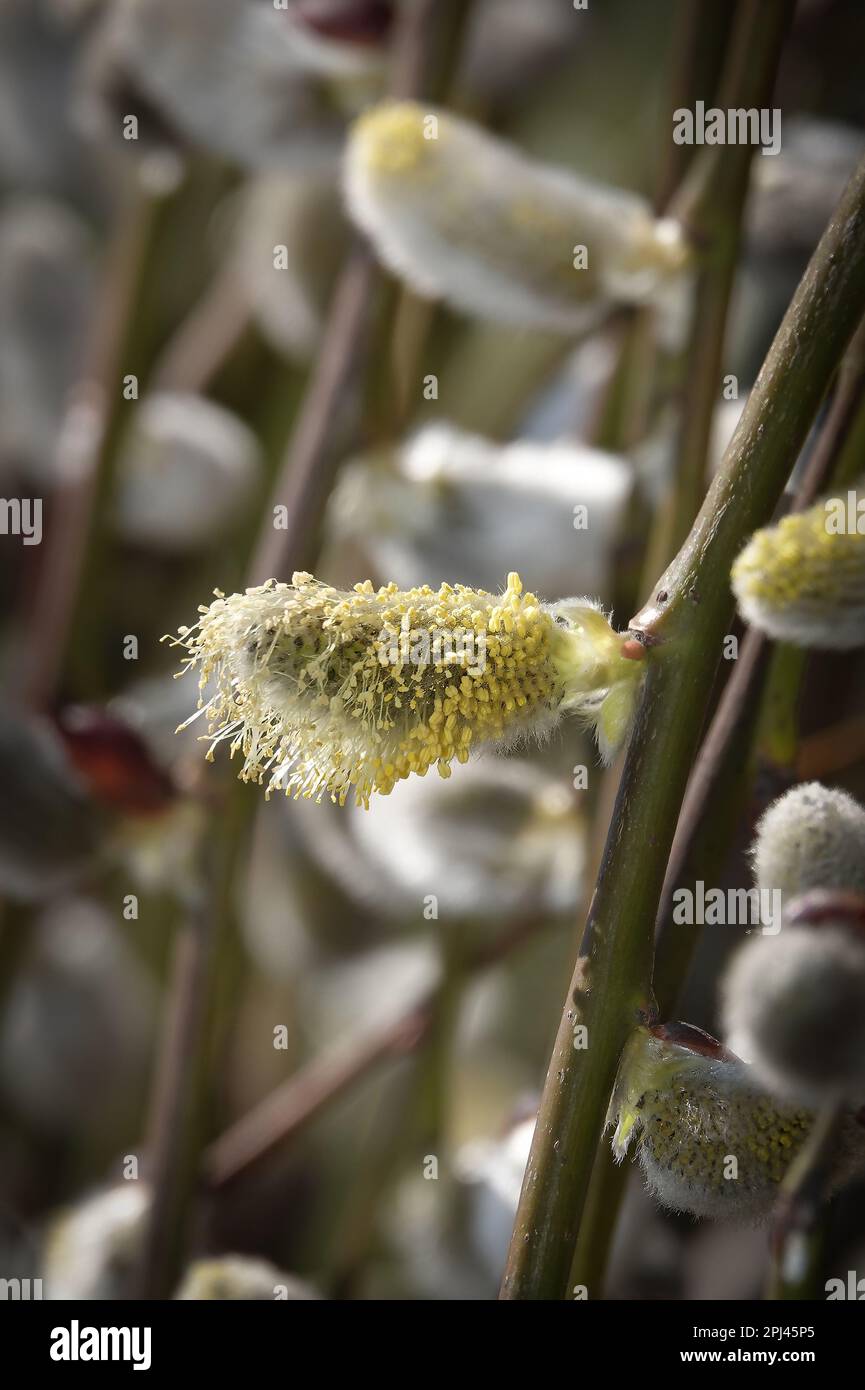 Tree willow goat in the spring on the branches buds bloom with fluffy ...